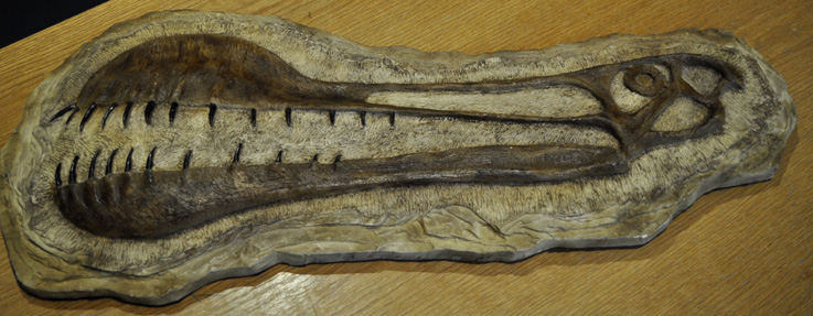 The Pterosaur Database: Pterosaurs at Liverpool