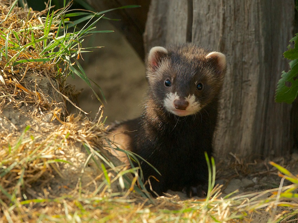 British Wildlife Centre ~ Keeper's Blog: Polecat Release