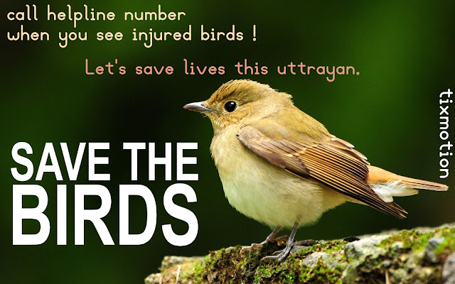 [Save The Birds] bird, save the bird, Nature, quotes,