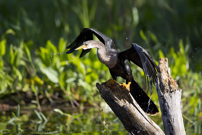 SWFloridabirder: CREW Bird Rookery Swamp