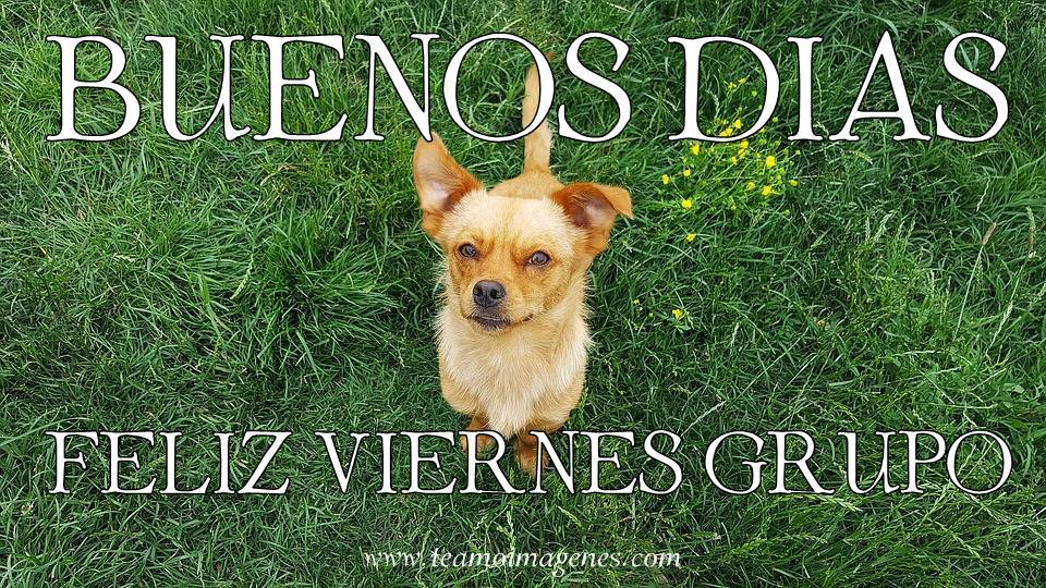 8 imágenes de feliz viernes GRUPO - Imágenes de Amor, Gatitos, Amistad ...