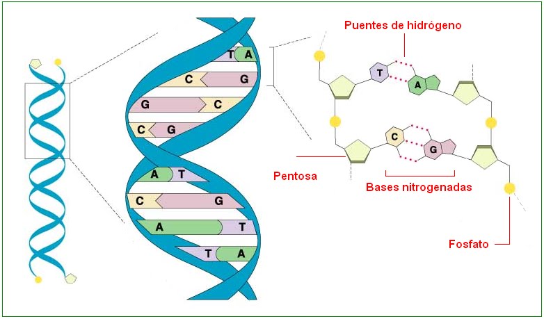 Químico Farmacéutico Biólogo UAG Tabasco: ÁCIDOS NUCLEICOS