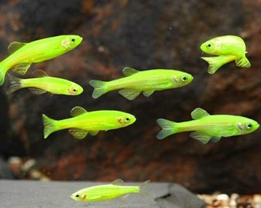Mengenal GloFish / Zebra danio ~ Aquascape Batang