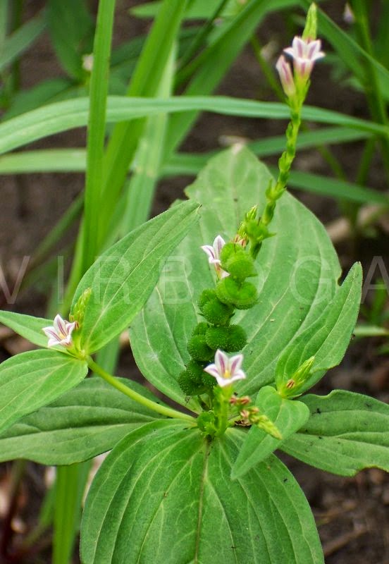 Tu Salud Para Siempre: Materia Médica - SPIGELIA ANTHELMIA: A la ...