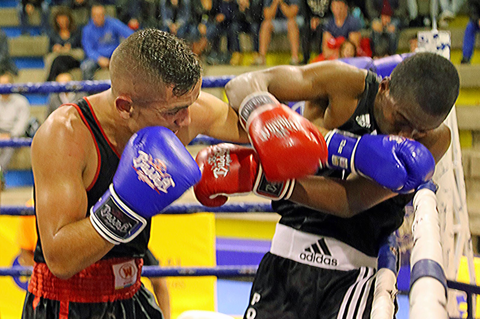 Fotos - Boxeo: La Gallera vuelve a vibrar con las finales del torneo ...