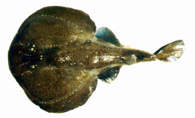 Artes de Pesca: VAMOS A PESCAR TORPEDINIFORMES (Rayas Electricas)