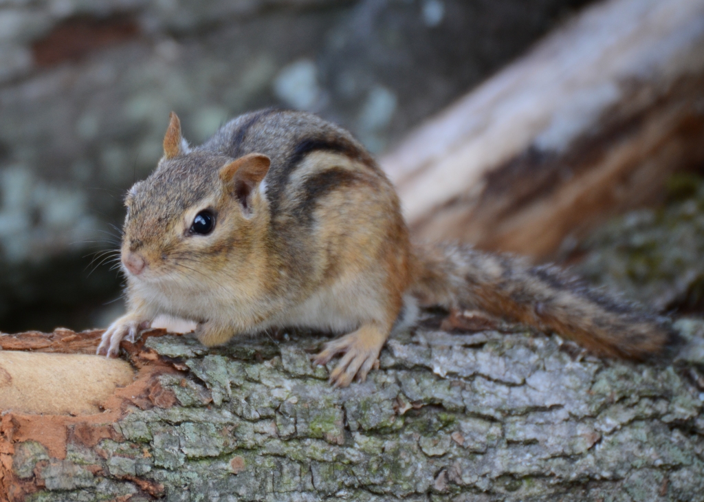 Ohio Birds and Biodiversity: Mammals of the North Woods