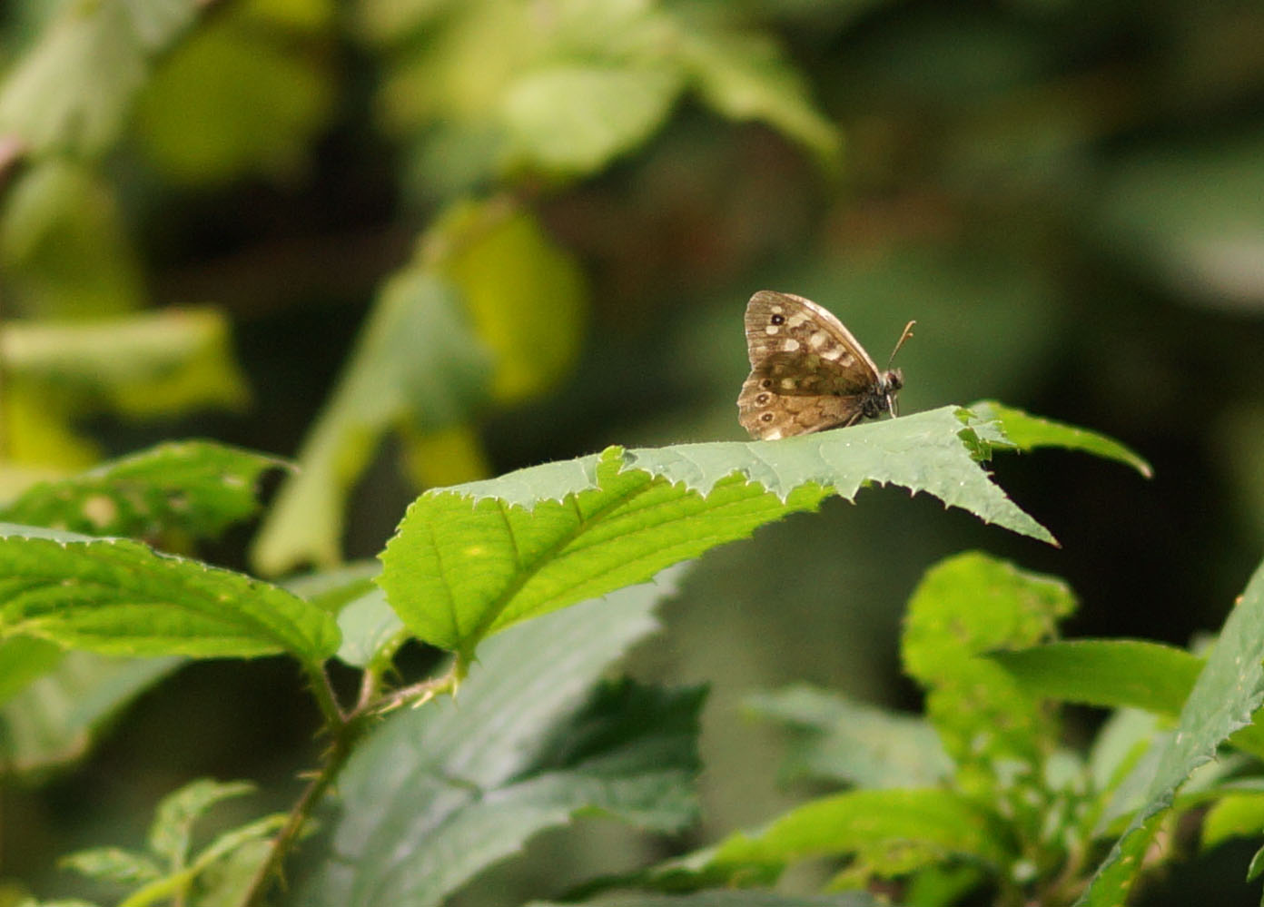 August butterfly spotting in Norfolk - Sophie in the Sticks