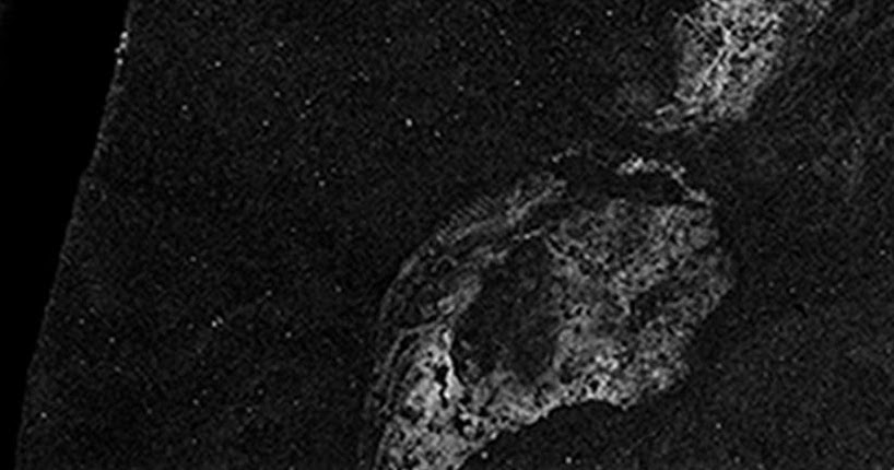 Inkfish: Fossil Scan Reveals Ghost of Lizard Past