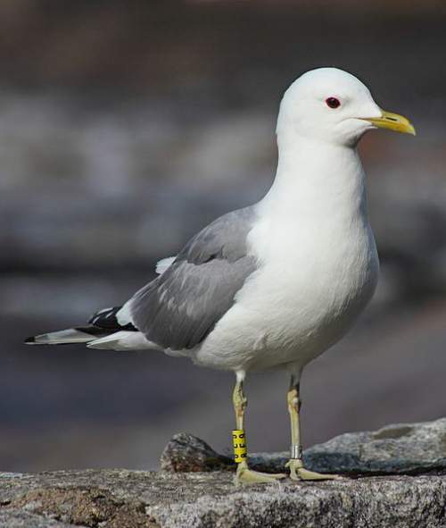 Mew gull | Birds of India | Bird World