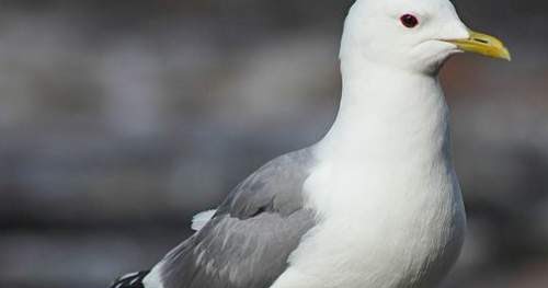 Mew gull | Birds of India | Bird World