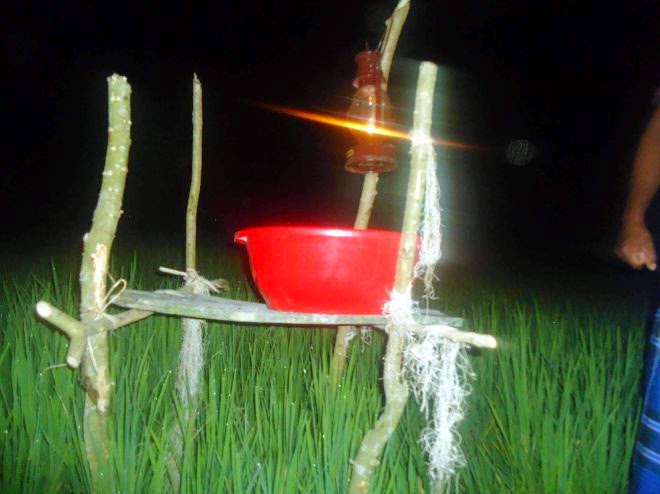 Using Light-Trap for pest control in paddy field | My Pest News