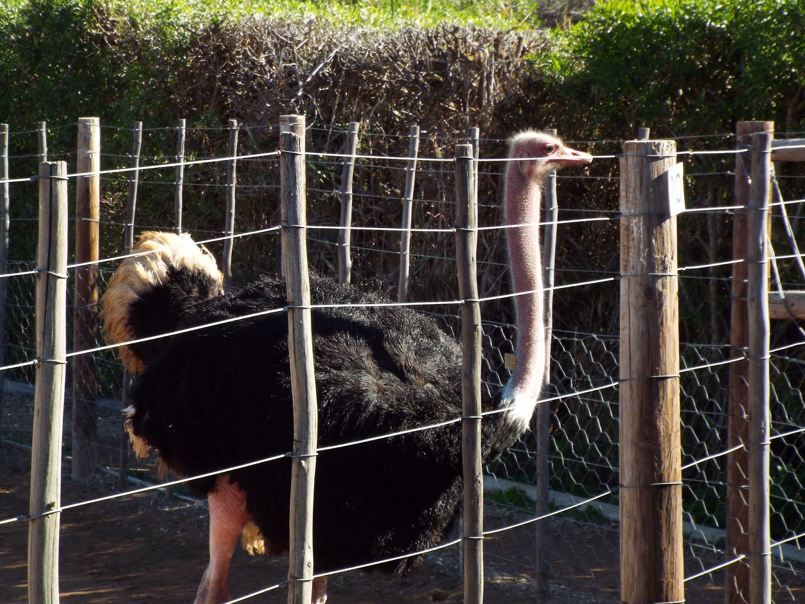 The Wandering Warners: Seniors Seeing the World: Ostrich Riding: An ...