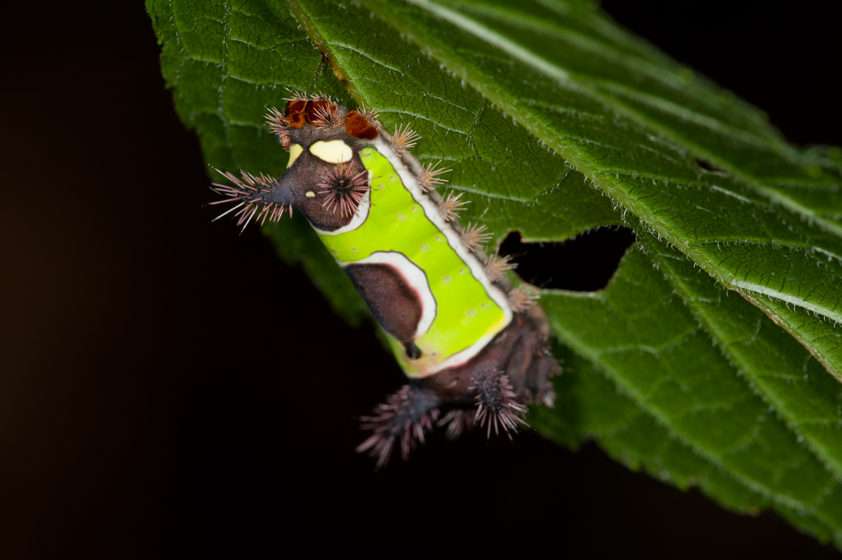 Field Biology in Southeastern Ohio: Stinging Slug Caterpillars, OUCH!!