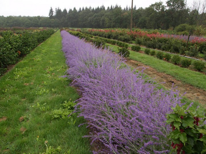 Seminte si plante de gradina hobby: Salvia Rusa Perovskia Atriplicifolia