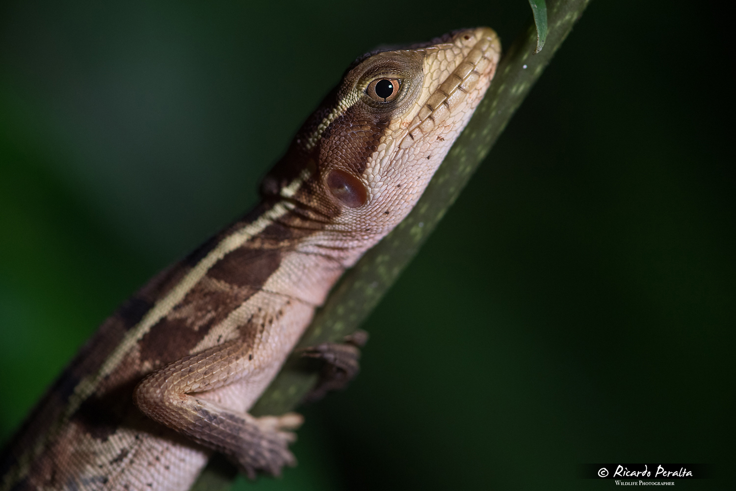 Ricardo Peralta. Fotógrafo de Naturaleza: Reptiles de Costa Rica