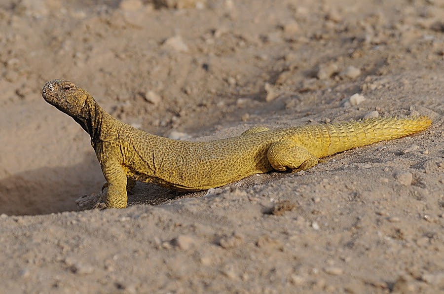 Birds of Saudi Arabia: Wildlife