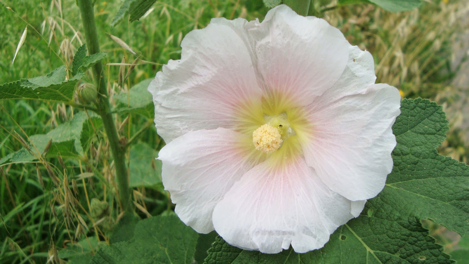 MALVA REAL ( Alcea rosea ) - El Jardín de Elbe