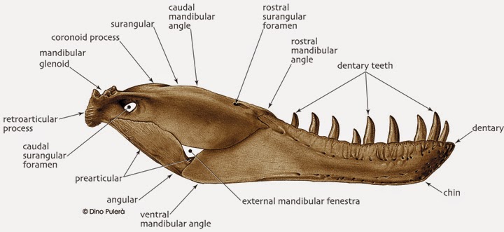 Mandibular Ramus