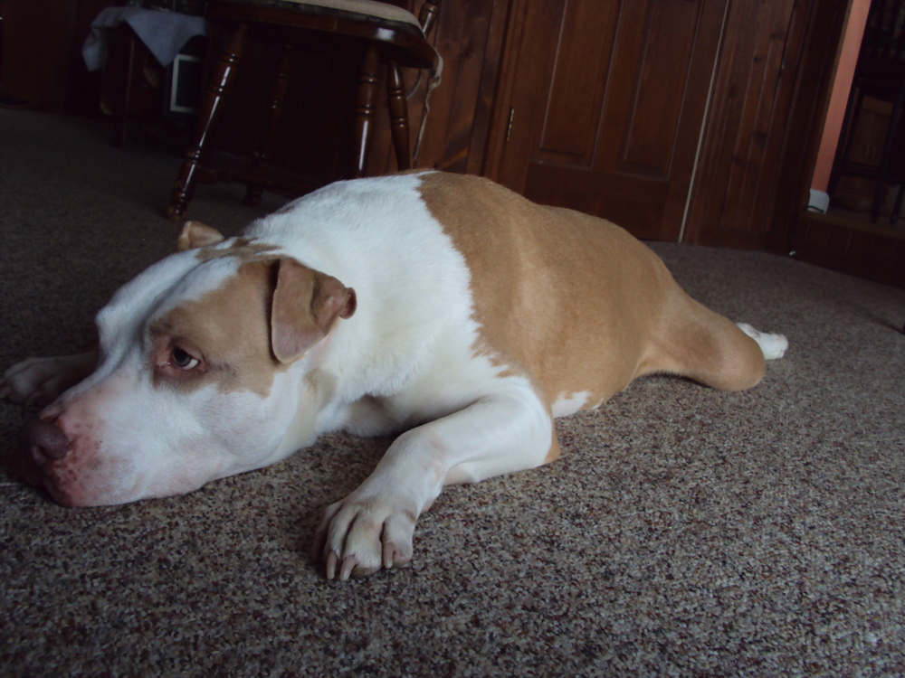 Pit Bull Frogs: Pit Bull Frog Photos