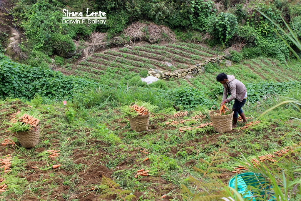 SIRANG LENTE: Bakun Trio: Mt. Lobo and its Misty Summit