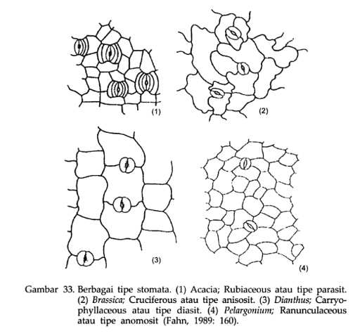 JARINGAN TUMBUHAN ~ Natural Science