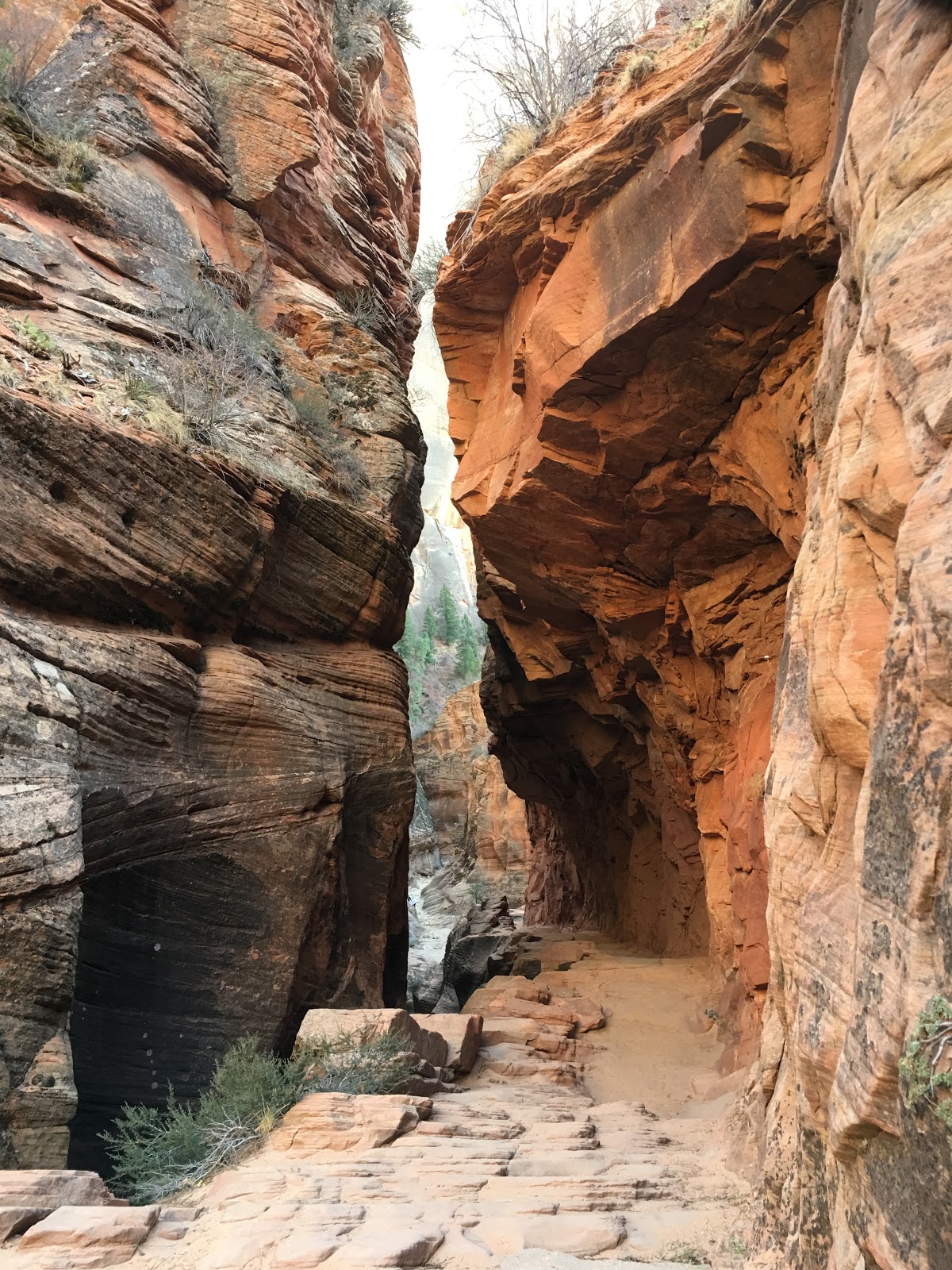 ZION NATIONAL PARK- OBSERVATION POINT