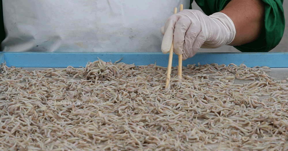 Buddhika Weerasinghe: Life and Culture