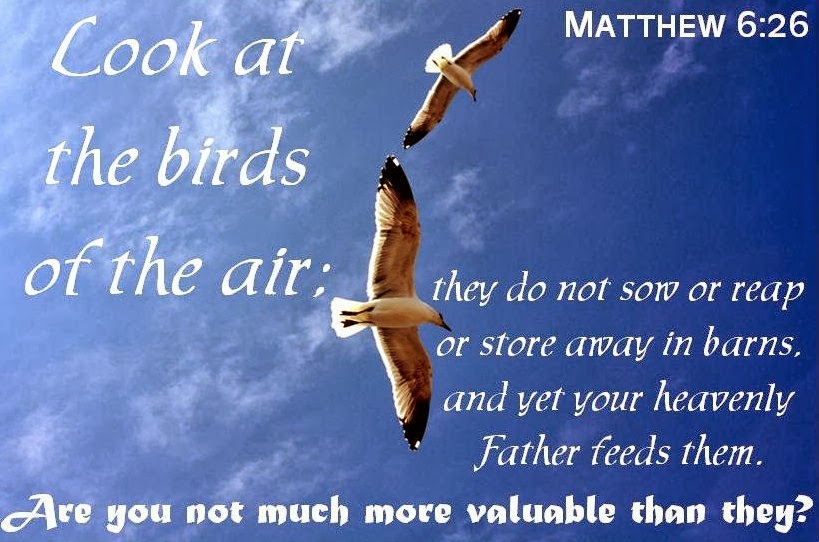 The Verse Of the Week: Bird Food- Matthew 6:26