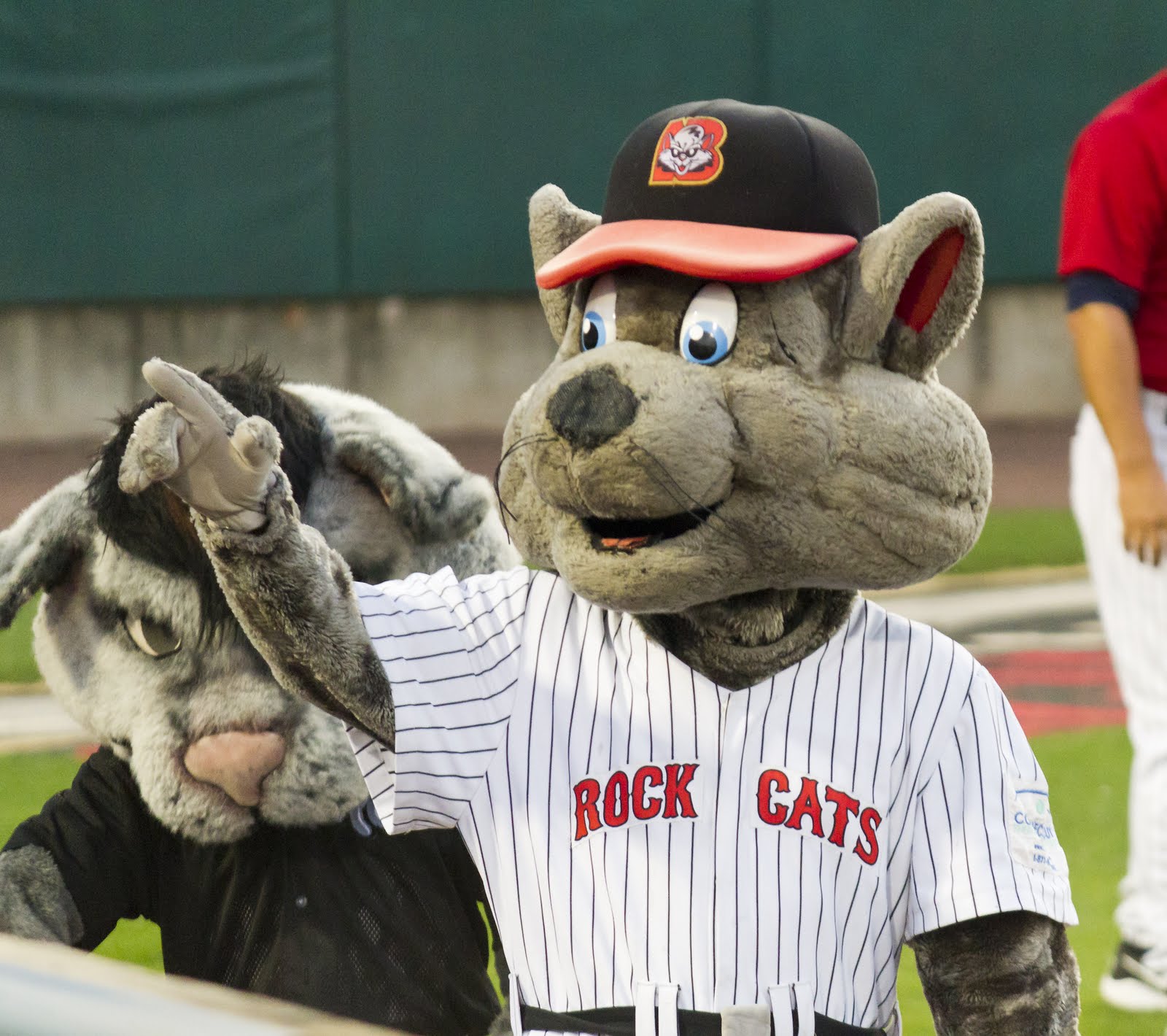 Mr. Toad's (Wild) Ride: Rock Cats