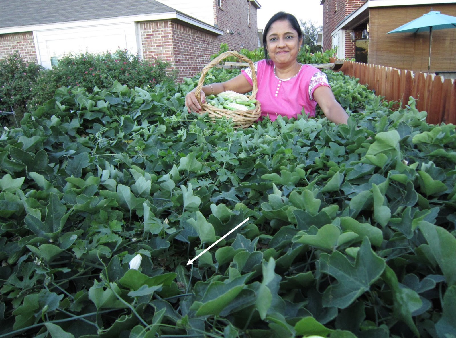 Cooking with Sella: Growing Tindora - Indian Vegetable