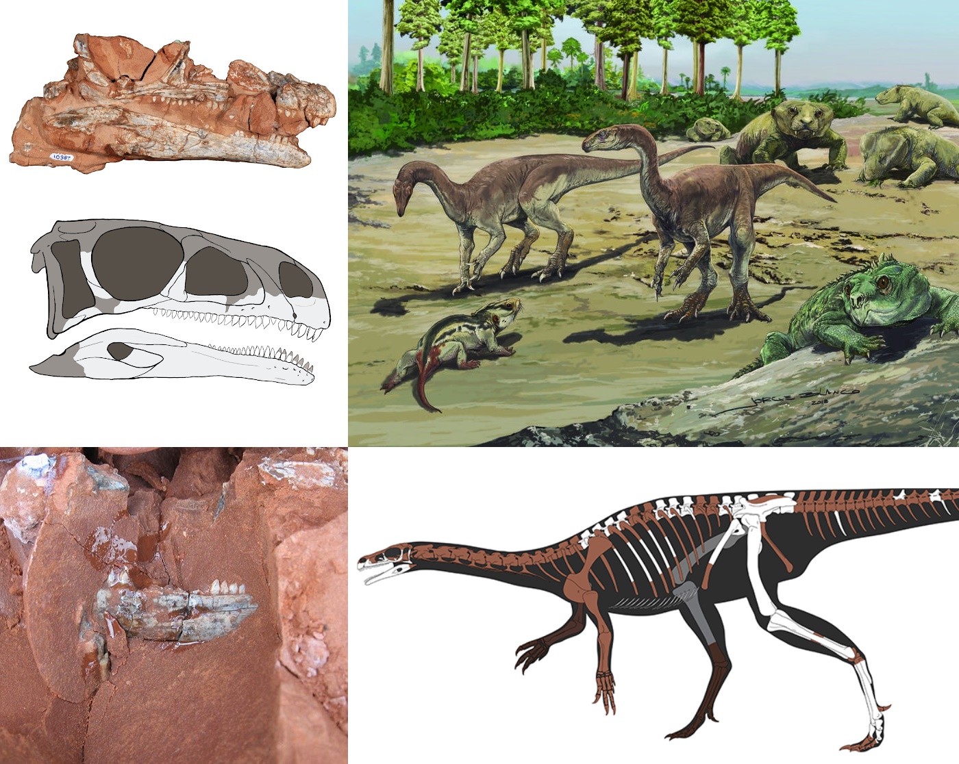 Species New to Science: [Paleontology • 2018] Bagualosaurus agudoensis ...