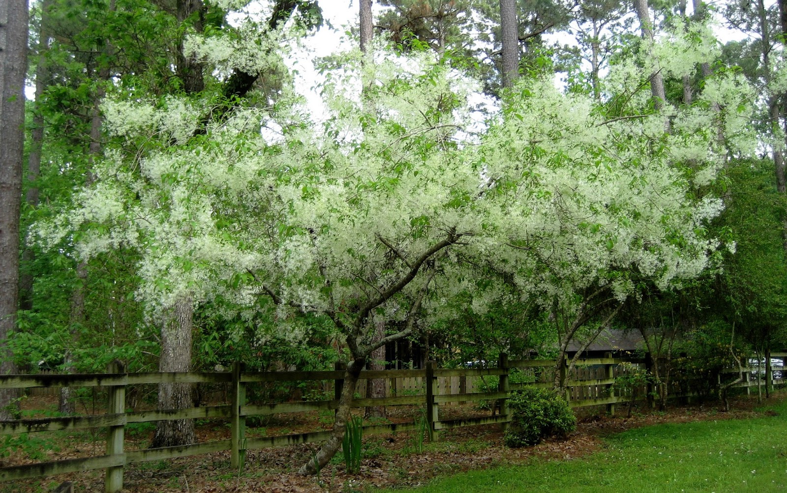 Living Rootless: Louisiana State Arboretum: Fringe Tree in Spring