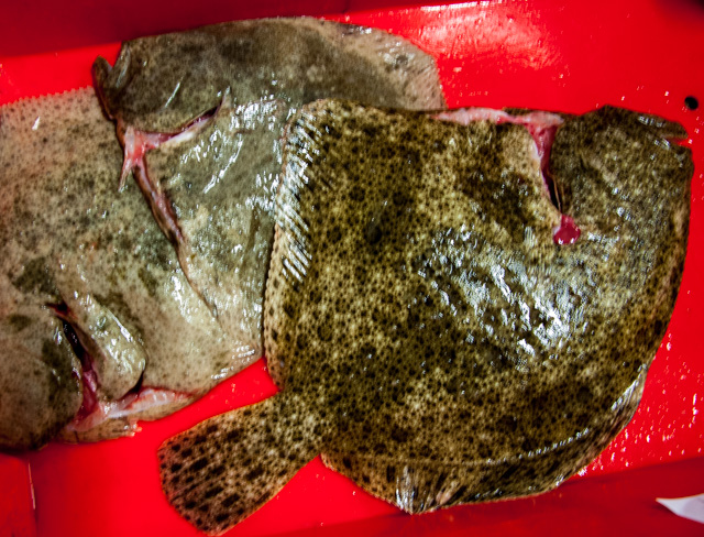 Through the Gaps! - Newlyn Fishing News: 01/09/2015 - 01/10/2015 ...