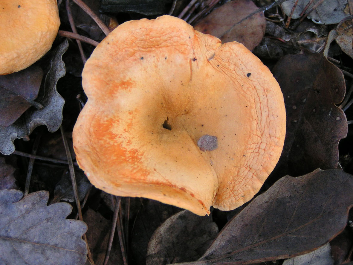 Bolets de Caldes de Malavella: Fals rossinyol