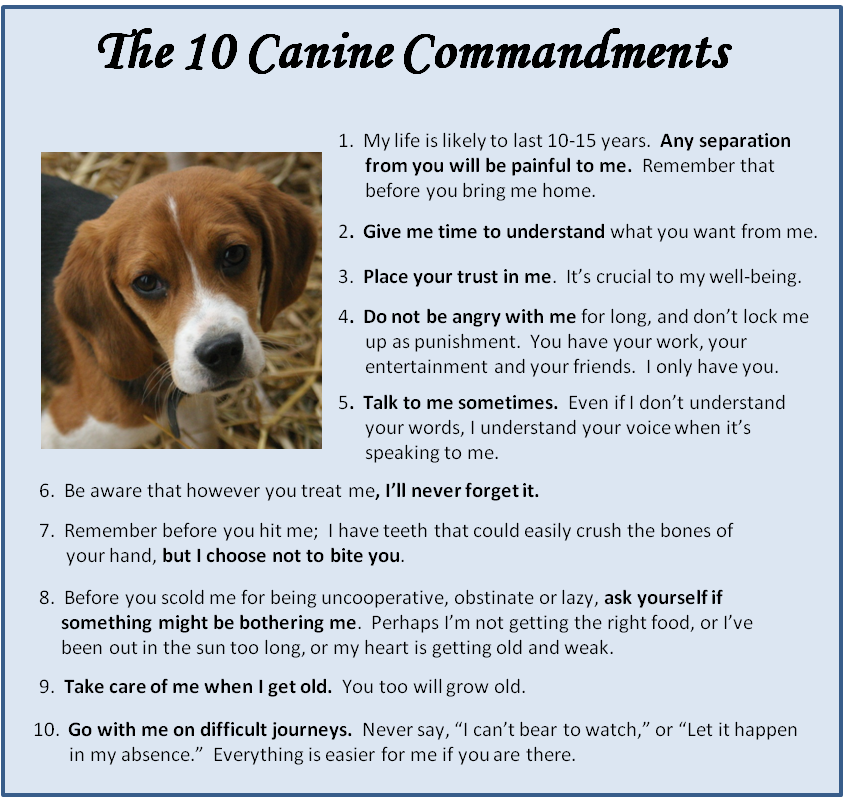 Beagle Rescue USA: The 10 Canine Commandments