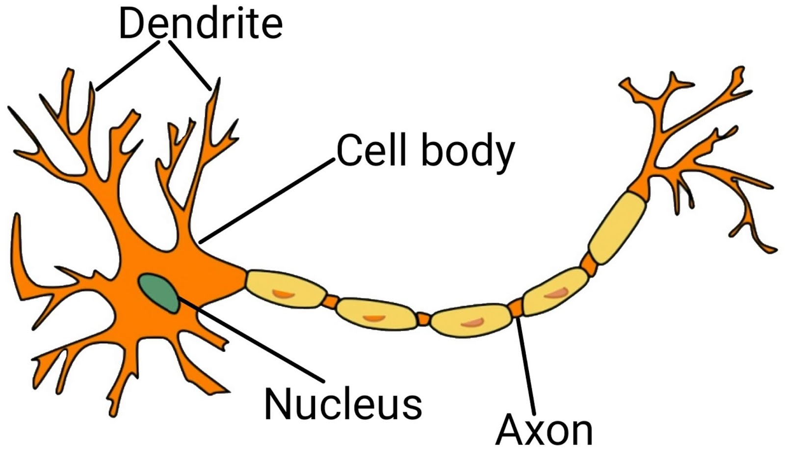 Chapter - 6, Tissues NCERT Solution