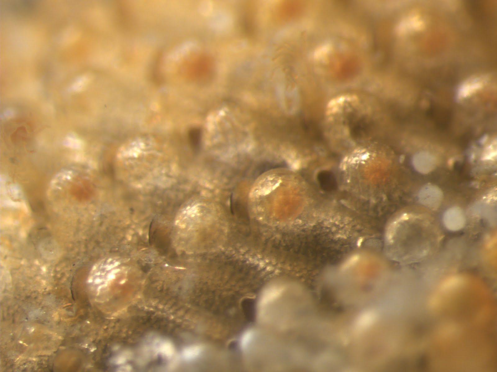 Invertebrate Embryology: Brooding in cheilostome bryozoans