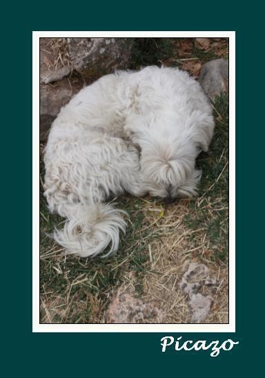 entornos /... Alcarria: Picazo,... "sueño y adobe"