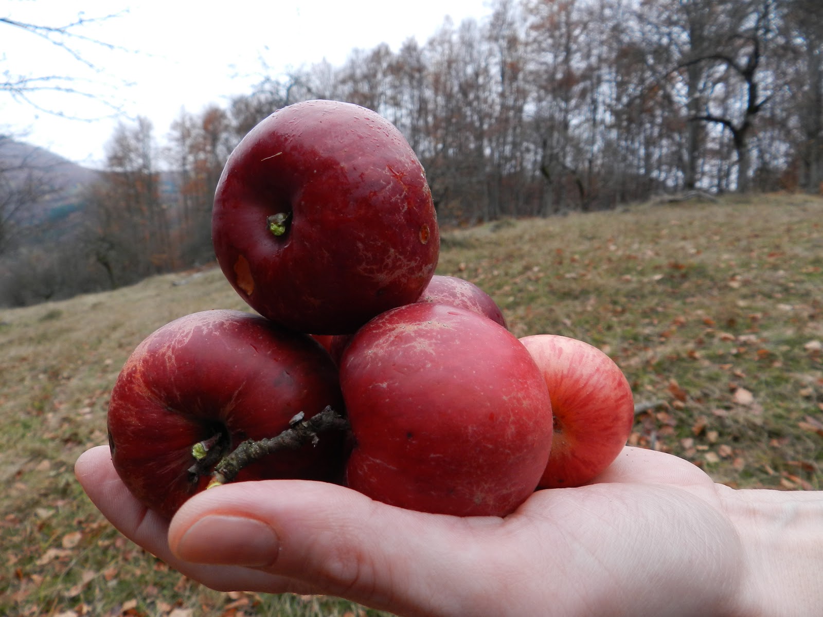 CristianaCristinaCrisCrisu'CriCrisulina: Mere rosii, ca-n copilarie, la ...
