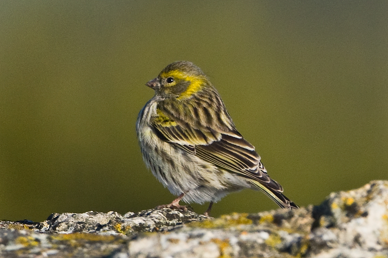 Martin's Sussex Birding Blog: Serin