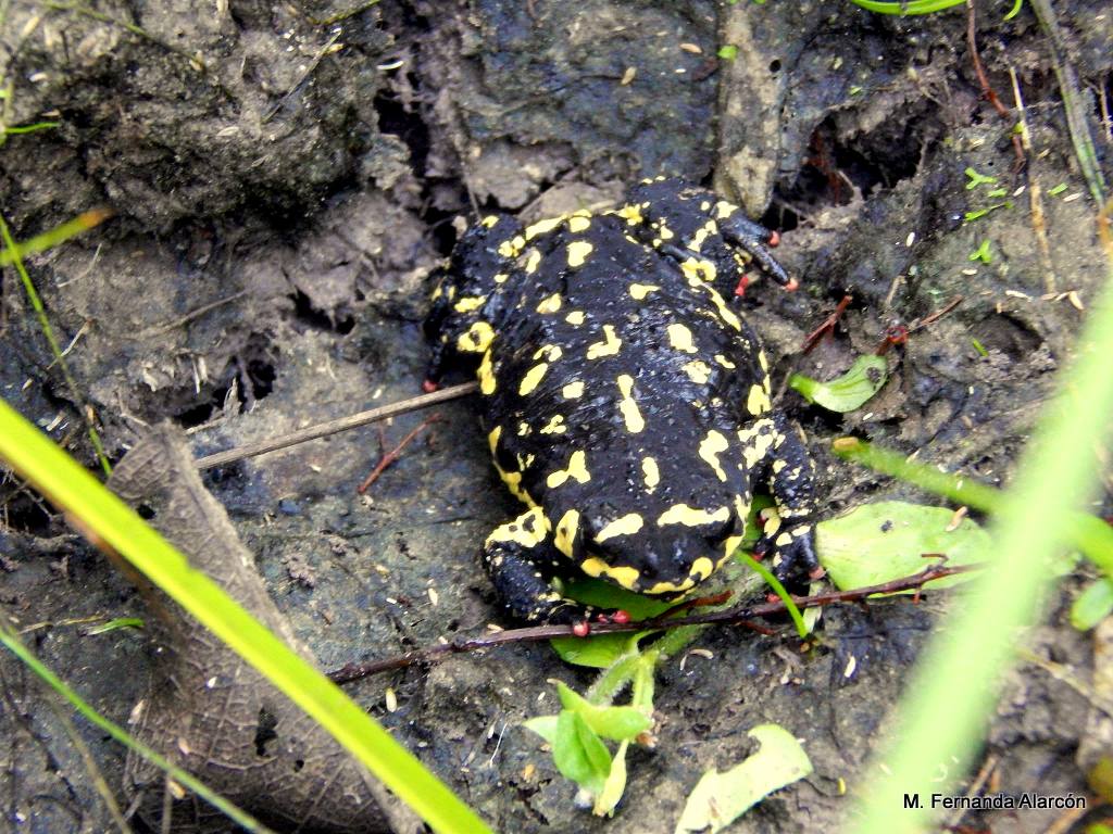 COA GUAICURÚ RESISTENCIA: enero 2016