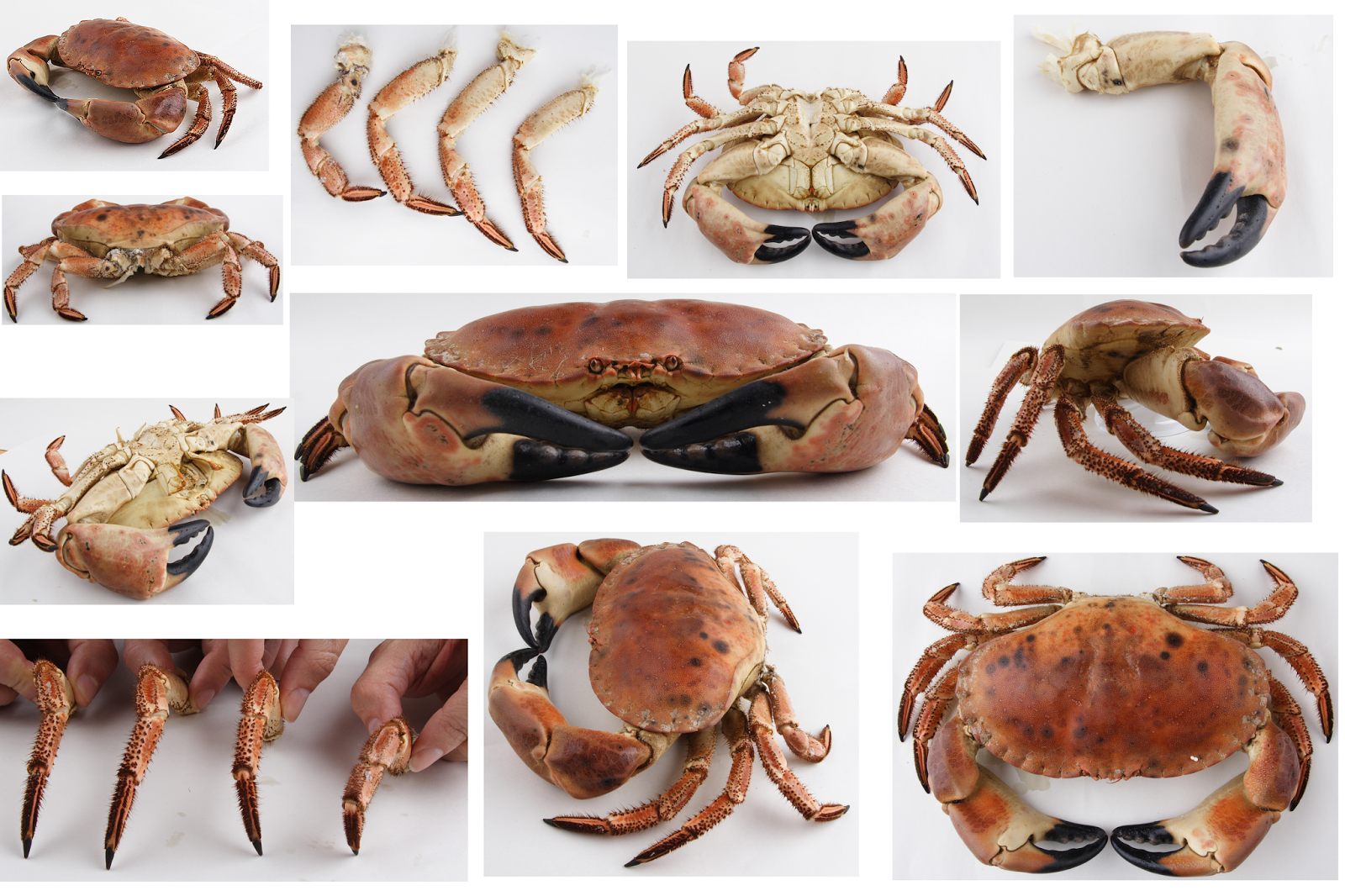 Paul Sims CGA: Realistic Crab Asset Creation