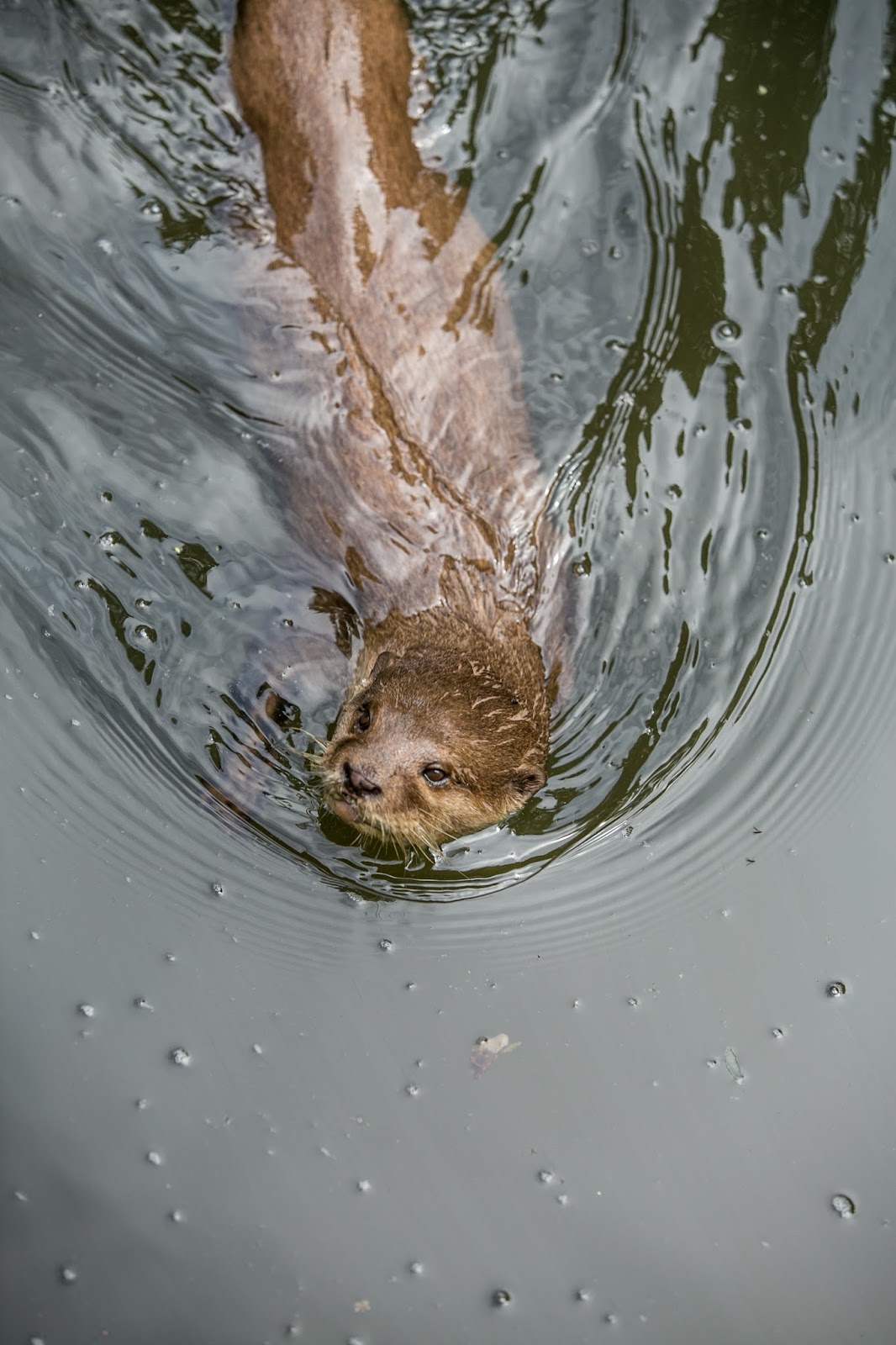 The heritage year: Durrell - Jersey Zoo