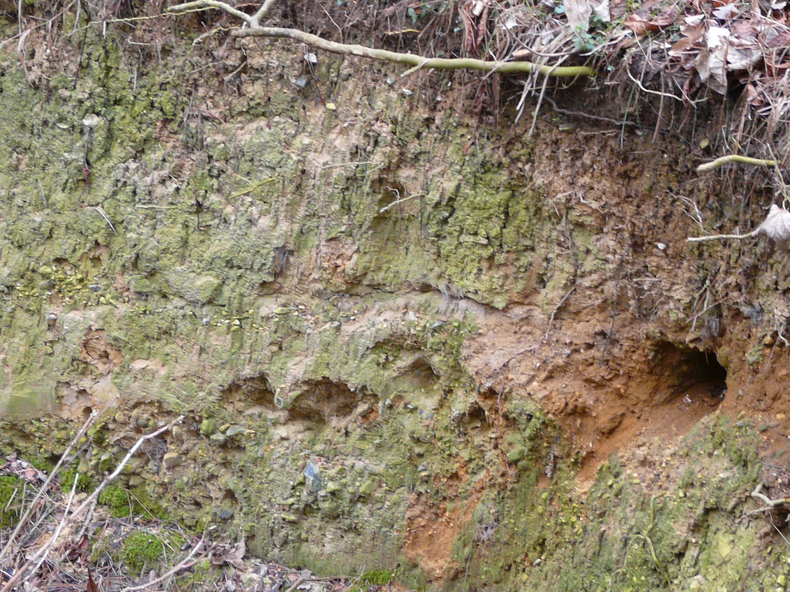 Cindy's Snaps: Beeches Pit, West Stow, Suffolk
