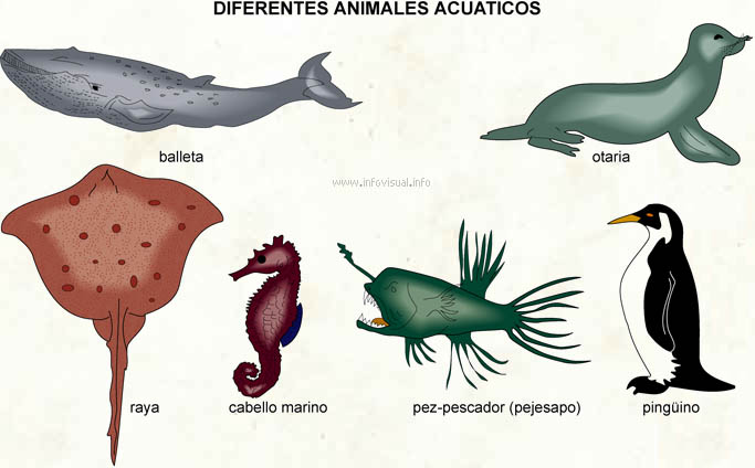 Animales acuáticos. | diversidad de animales.
