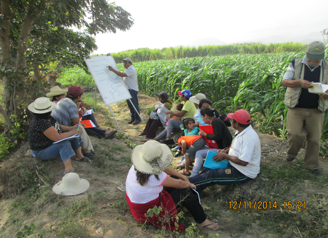 AGENCIA AGRARIA TRUJILLO: CAPACITACIÓN A AGRICULTORES EN ESCUELA DE CAMPO