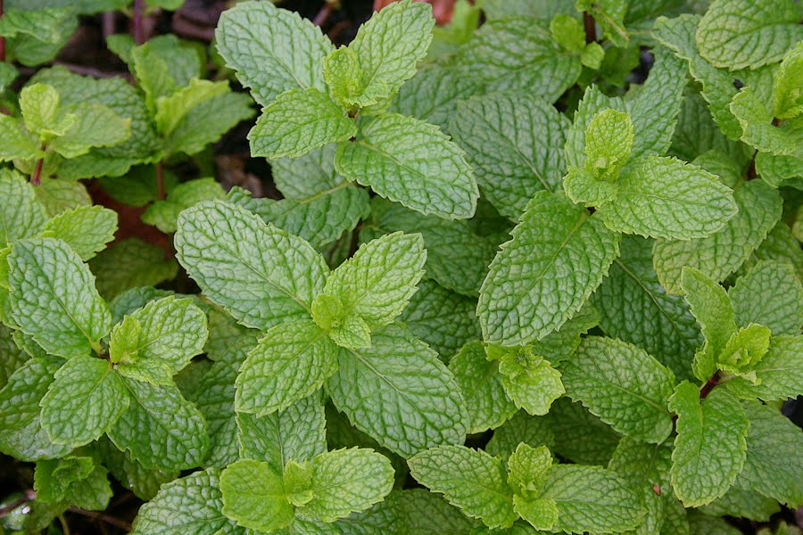 Por un mundo mejor: TAMPOCO ES LO QUE ERA.- ( LA HIERBA). LA COPLA Y LA ...