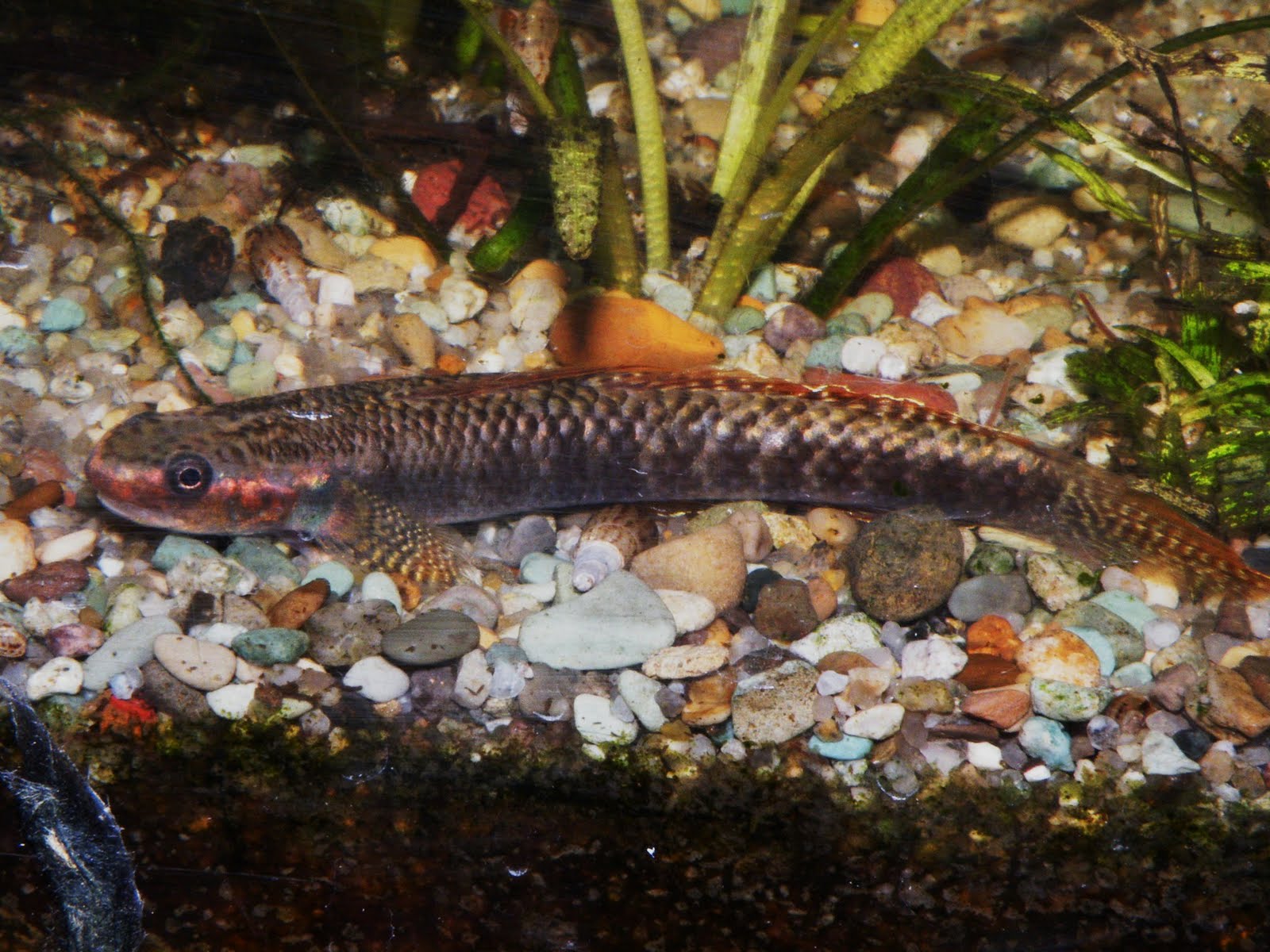 oceanaq: Red neon rainbow goby ( Stiphon elegans )
