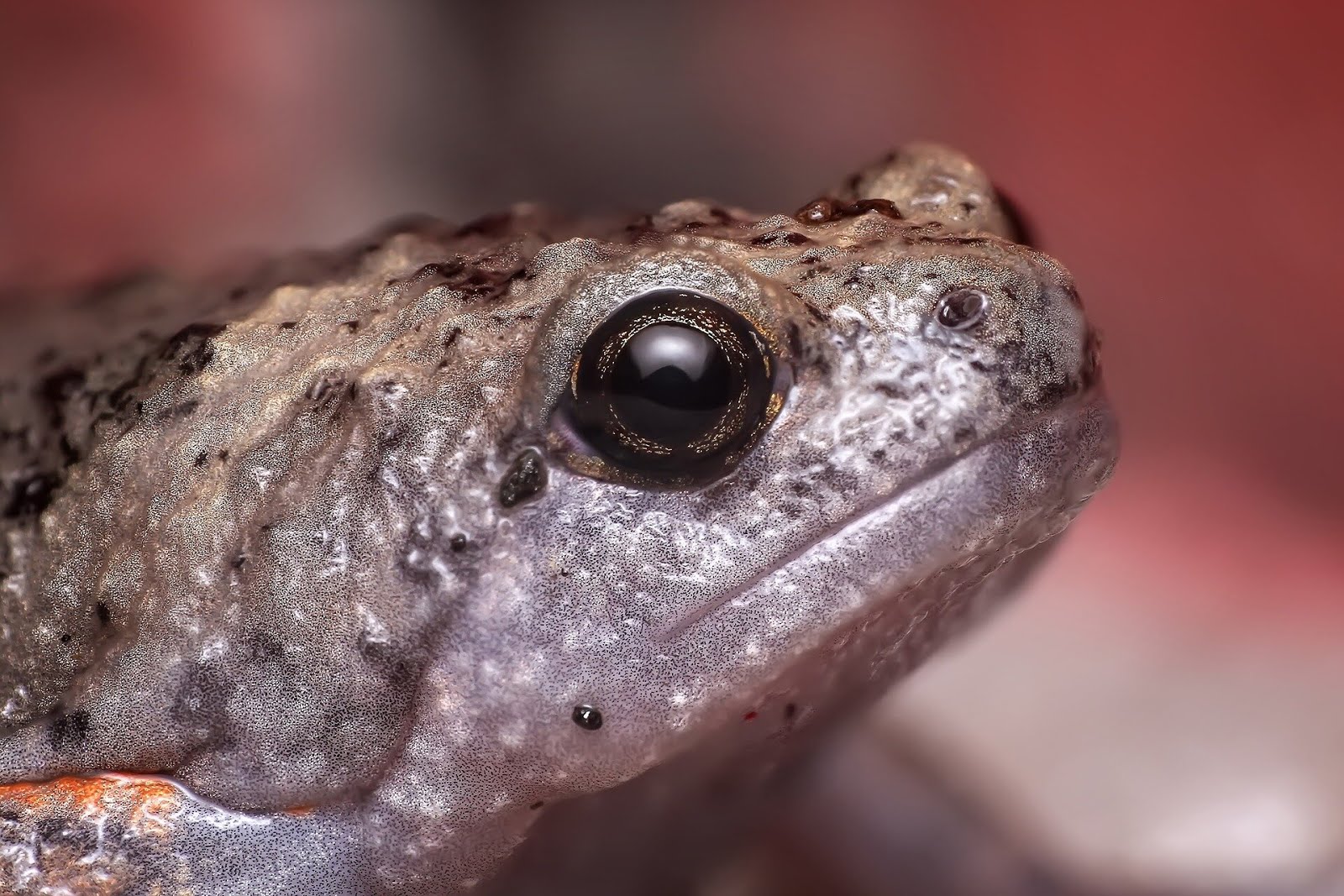 The birth of Modern Man: Female toads seek a good man—even if he's ...